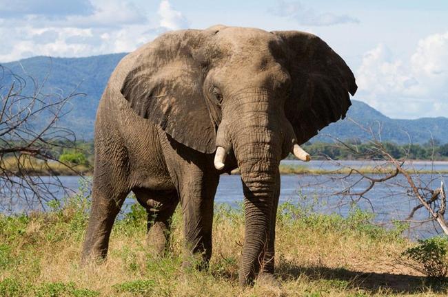 Elefante – Big 5 | Viagens para Mulheres